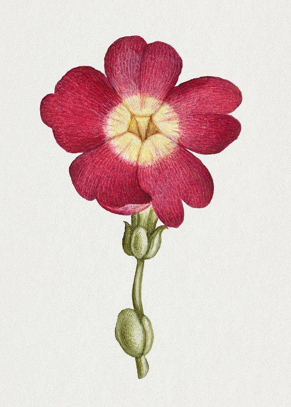 Red primrose flower psd hand | Premium PSD Illustration - rawpixel