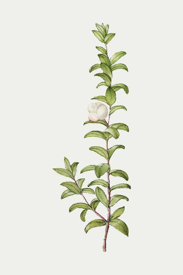 Vintage Myrtle vector illustration botanical | Premium Vector - rawpixel