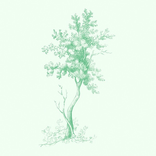 Vintage tall tree drawing illustration | Premium PSD - rawpixel