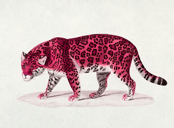 Pink jaguar vintage illustration, remix | Premium Photo Illustration ...