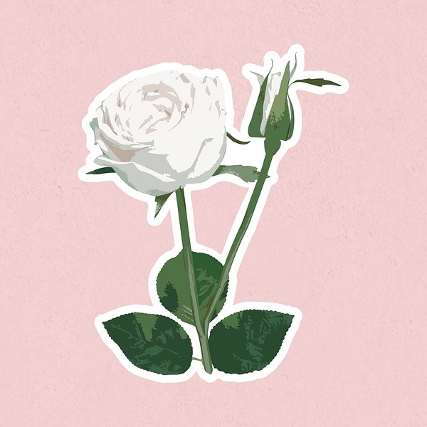 Vectorized white rose flower sticker | Premium Vector - rawpixel