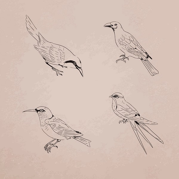 Hand drawn birds collection vector | Premium Vector - rawpixel