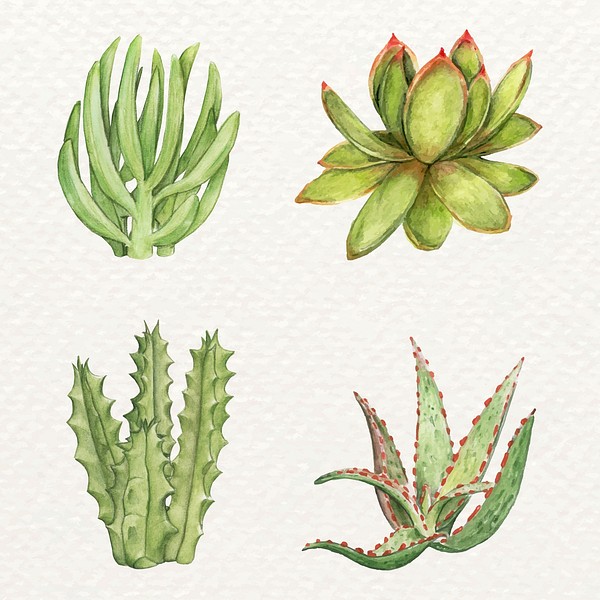 Succulent and aloe plant vector | Premium Vector - rawpixel