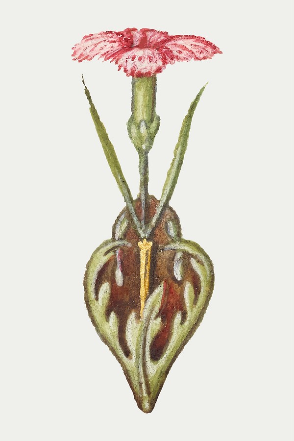 Vector pink flower Victorian decorative | Premium Vector Illustration ...