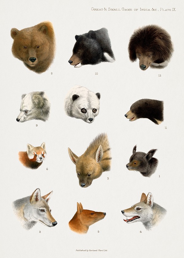 Vintage animal illustrations. Digitally enhanced | Free Photo ...