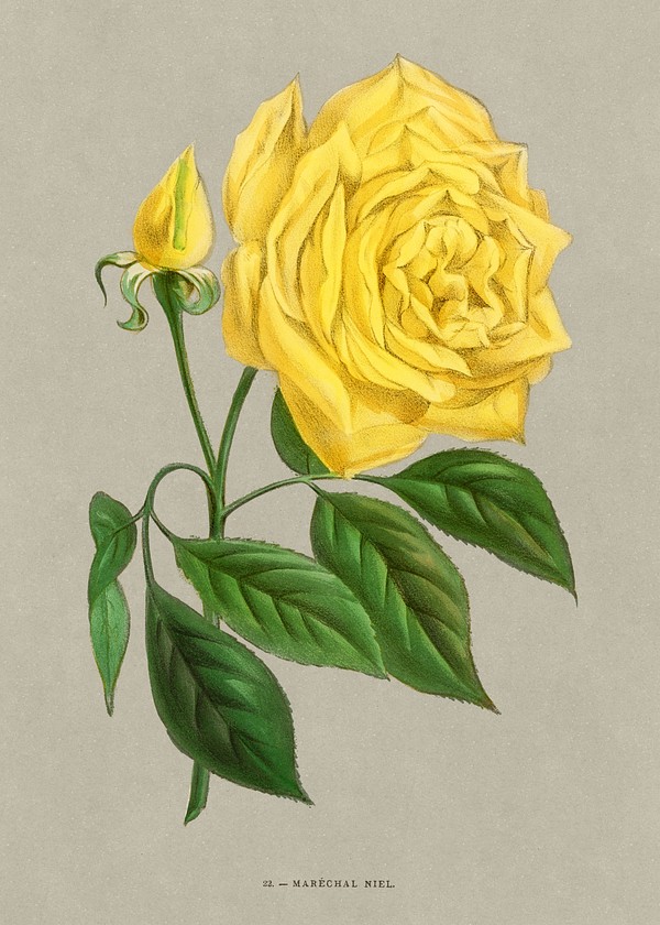 Marshal niel rose, vintage flower | Free Photo Illustration - rawpixel
