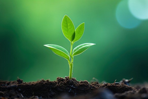 Young plant growing green leaf | Premium Photo - rawpixel