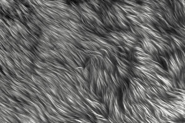 Gray fur texture background | Premium Photo - rawpixel