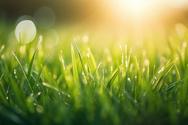 Grass green backgrounds sunlight. AI | Free Photo - rawpixel