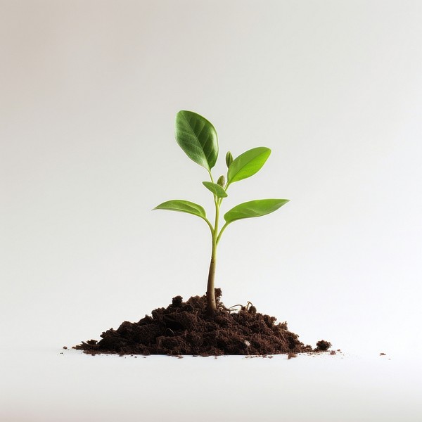 plant sapling leaf soil beginnings. | Premium Photo - rawpixel