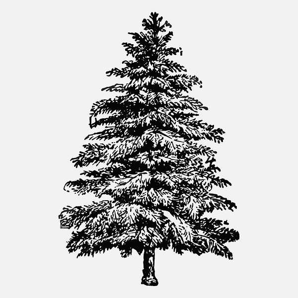 Tree sticker, vintage illustration vector, | Premium Vector ...