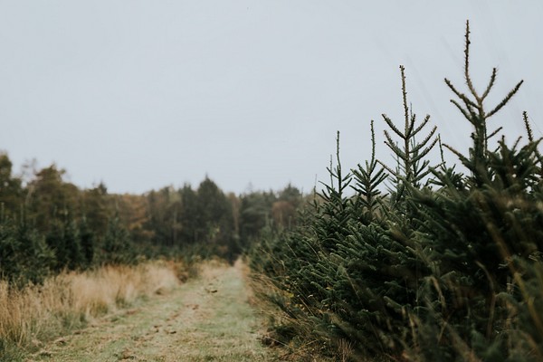 Christmas tree farm | Premium Photo - rawpixel