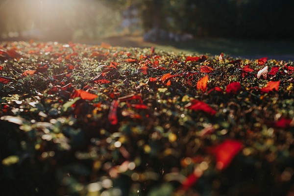 Red fall foliage. Visit Kaboompics | Free Photo - rawpixel
