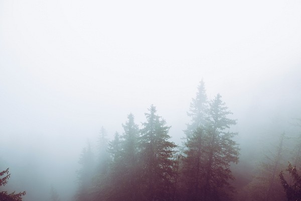 Woodlands covered in fog | Free Photo - rawpixel