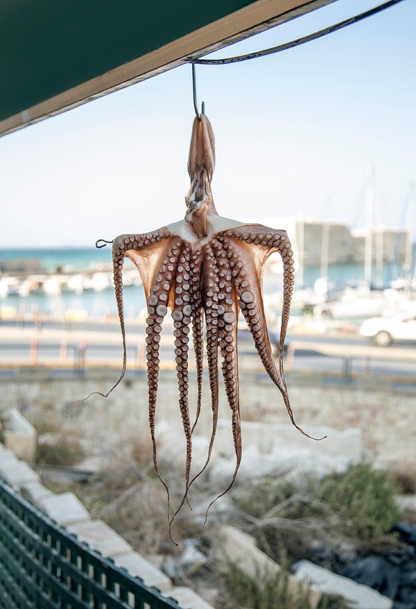 Dead octopus hanging outside balcony | Free Photo - rawpixel