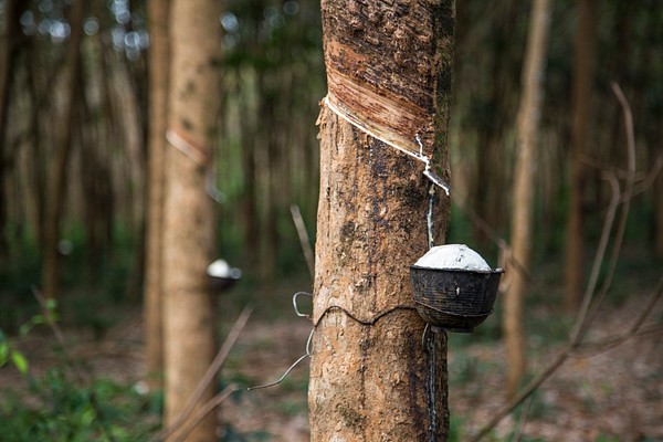 Rubber tree tapping | Free Photo - rawpixel