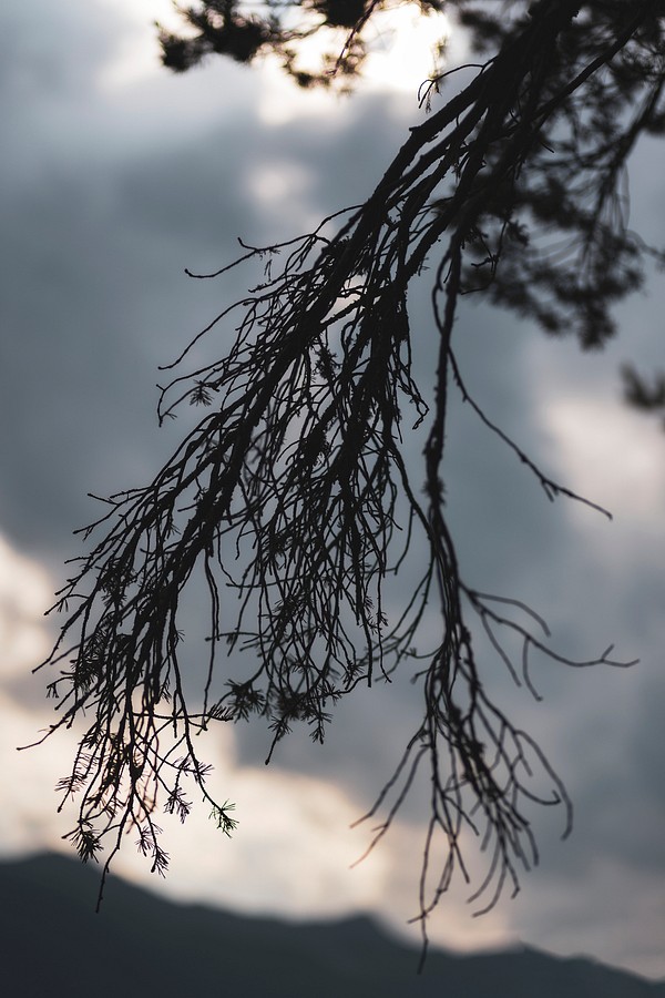 Closeup tree branch sky background | Free Photo - rawpixel