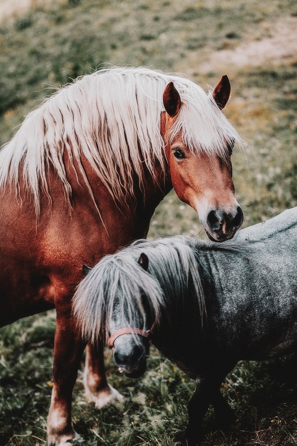 Two ponies in a field | Free Photo - rawpixel