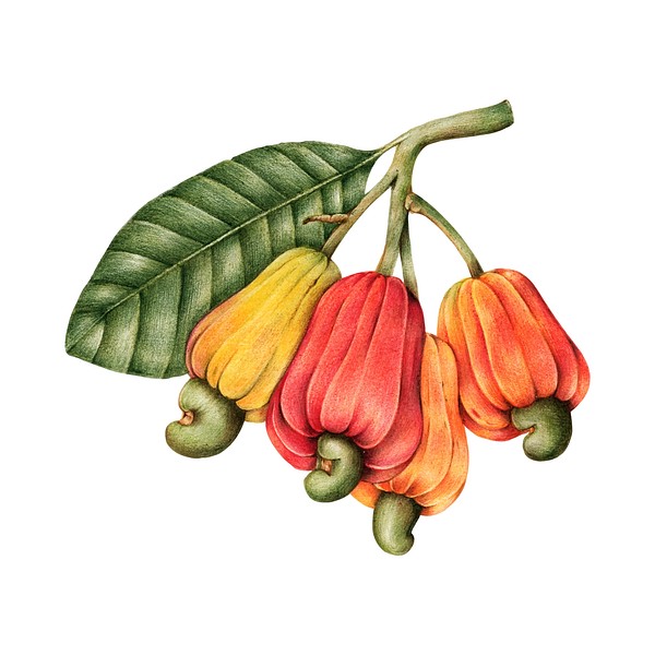 Hand drawn cashew nut and | Premium Vector Illustration - rawpixel