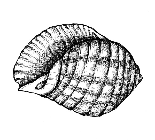 Hand drawn of seafood concept | Free Photo Illustration - rawpixel