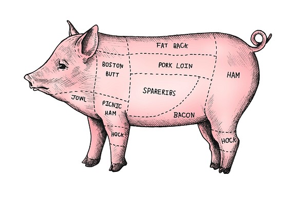 Hand drawn cut of pig | Premium Photo Illustration - rawpixel