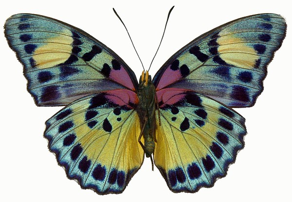 Free public domain CC0 photo. | Free Photo - rawpixel