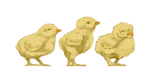 Animals Illustration Vector Art Set | Free Photo Illustration - rawpixel