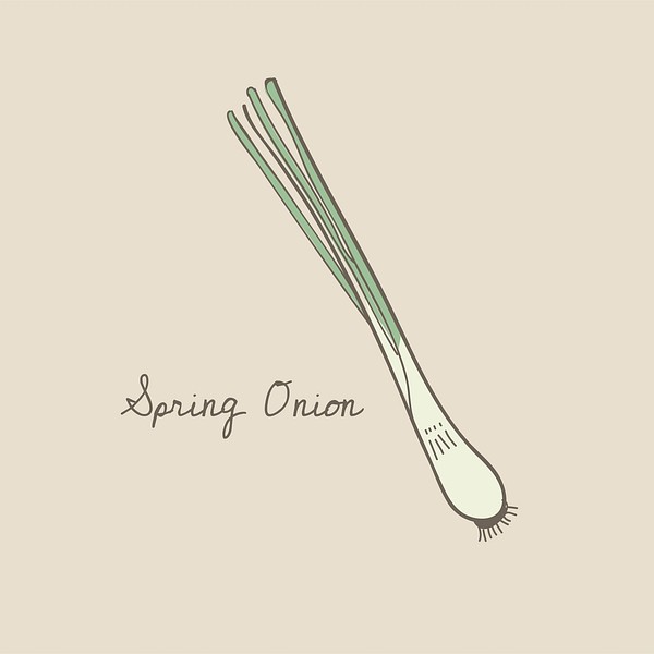 Vector of a spring onion | Premium Vector Illustration - rawpixel