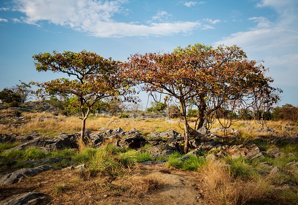 Field Tree Rock Nature Place | Free Photo - rawpixel