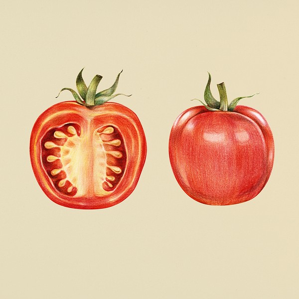 Hand drawn tomato illustration | Premium PSD Illustration - rawpixel