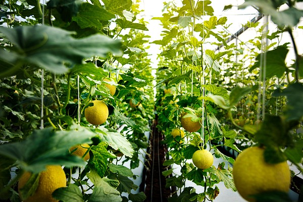 Organic honeydew harvest nature garden | Free Photo - rawpixel