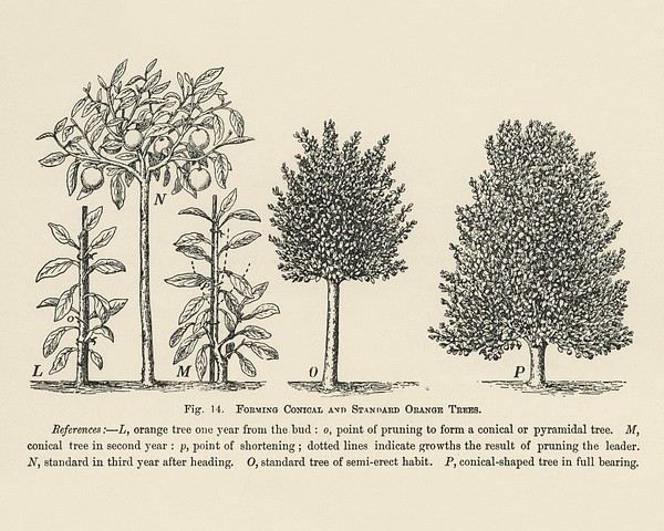 Vintage illustration of trees pruning | Free Photo Illustration - rawpixel