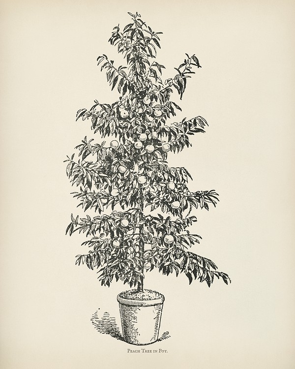 fruit grower's guide : Vintage | Premium PSD - rawpixel