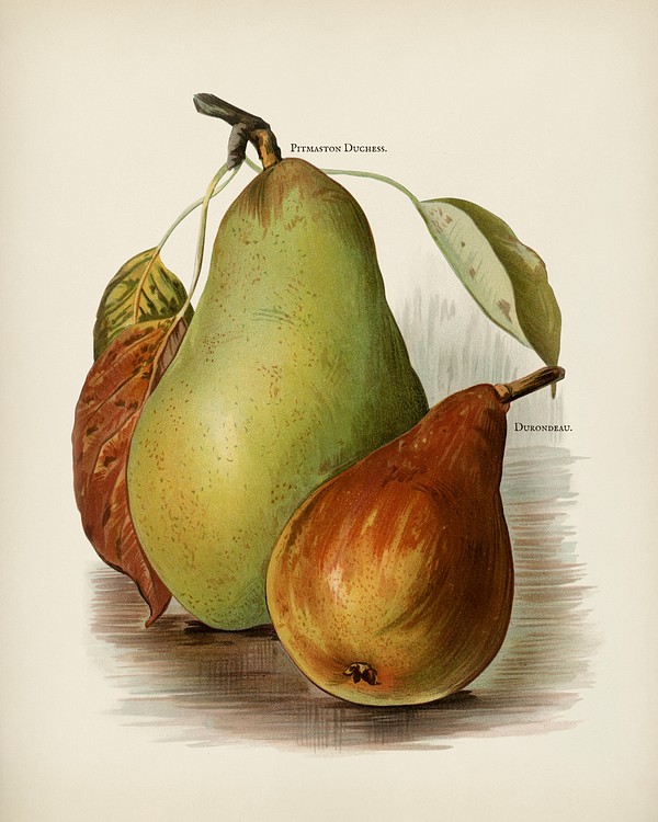 The fruit grower's guide | Premium PSD Illustration - rawpixel