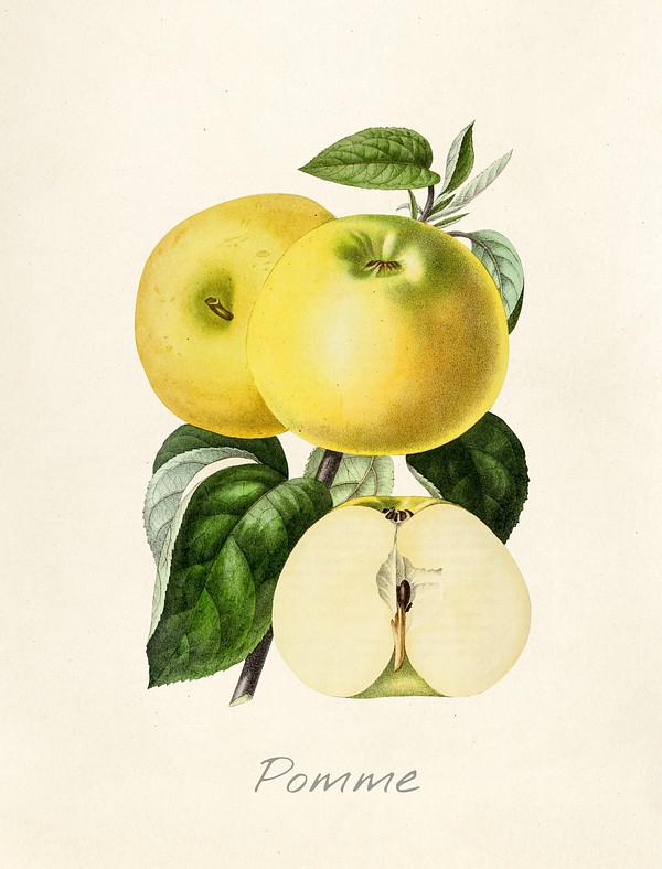 Antique illustration of pomme | Premium Photo Illustration - rawpixel