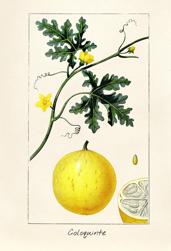 Antique illustration of Coloquinte | Premium Photo Illustration - rawpixel