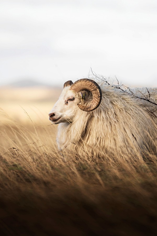 Northern European short-tailed sheep Iceland | Premium Photo - rawpixel
