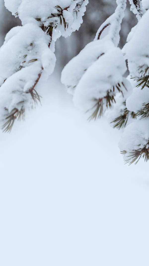 Close up of snowy trees | Free Photo - rawpixel