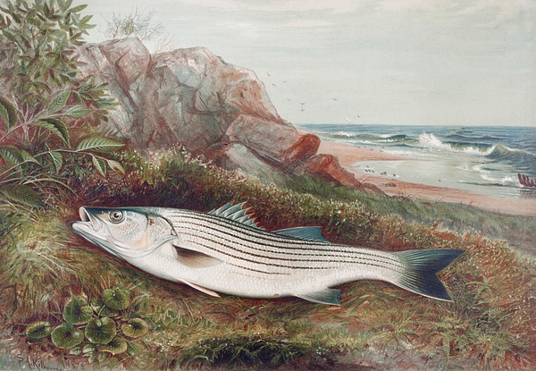 Striped bonito chromolithograph (1878) by Samuel | Free Photo ...