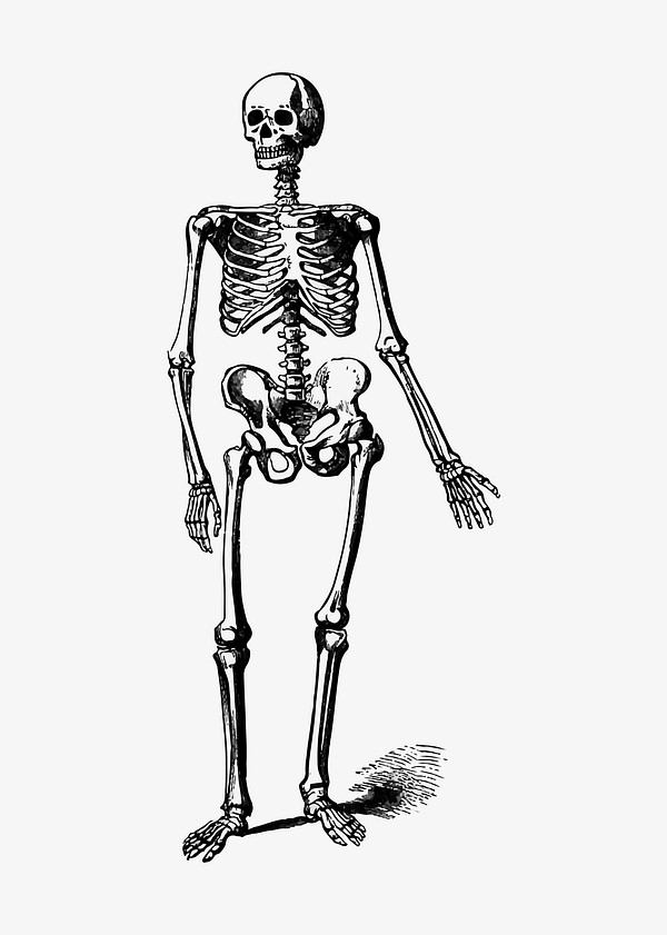 Vintage human skeleton in vector | Premium Vector Illustration - rawpixel