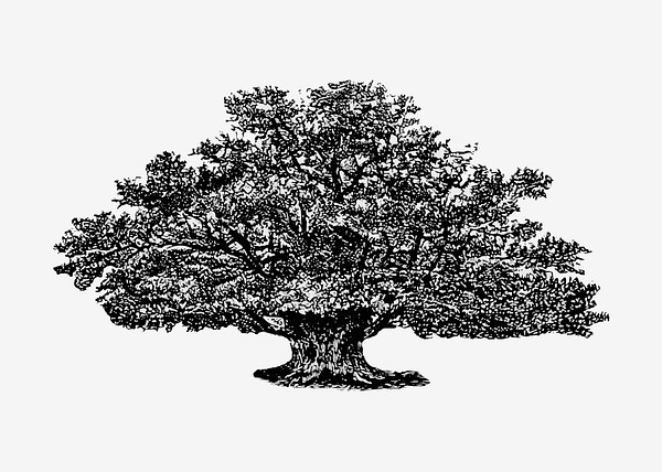 Vintage Victorian style tree engraving | Premium Vector Illustration ...