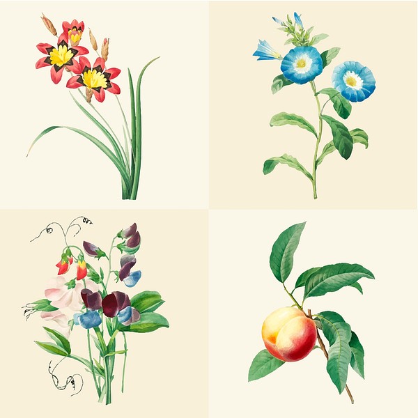 Set of beautiful blooming wildflowers | Free Vector - rawpixel