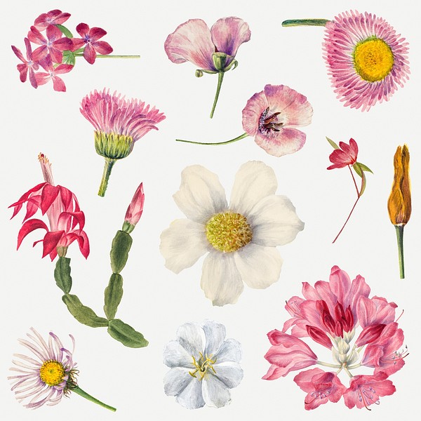 Hand drawn wild flowers psd | Premium PSD - rawpixel