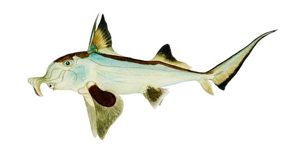 Antique drawing watercolor common Elephant | Premium PSD - rawpixel