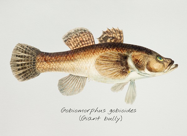 Antique fish gobiomorphus gobioides giant | Free Photo Illustration ...