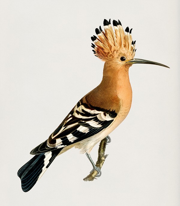 Upupa epops illustrated von Wright | Premium PSD - rawpixel