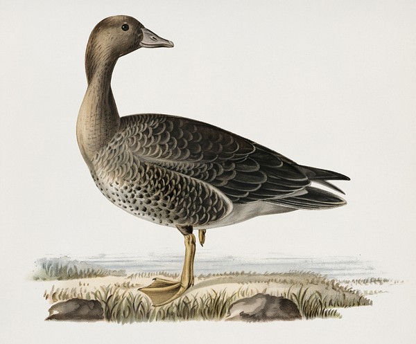 Anser albifrons illustrated by the von | Premium PSD Illustration ...