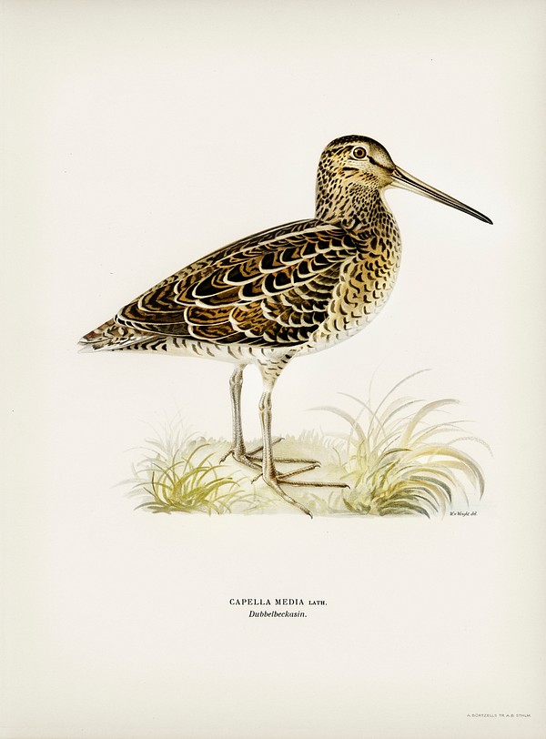 Great snipe (Capella media) illustrated | Free Photo Illustration ...