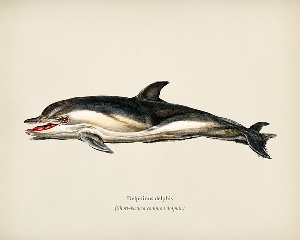 Delphinus delphis illustrated by Charles | Premium Photo - rawpixel