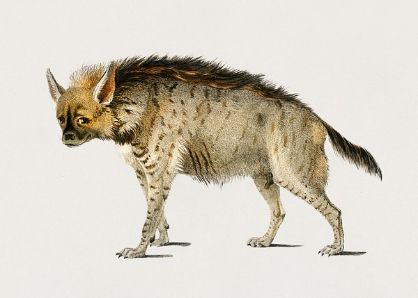 Striped hyena (Hyene rayee) illustrated | Premium PSD - rawpixel